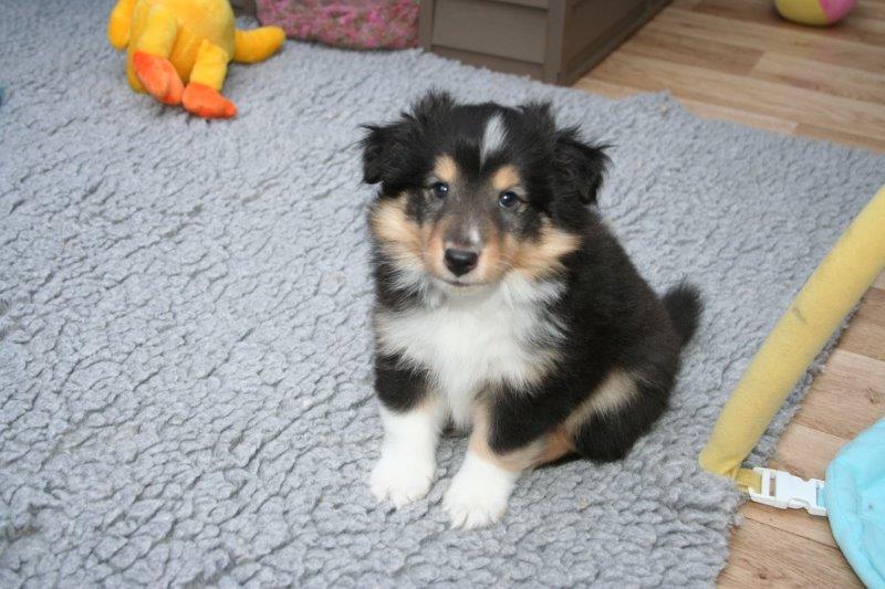 Shelties vom Erkelenzer Land